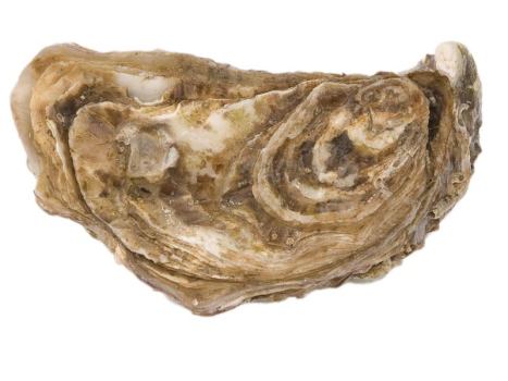 Die beliebtesten Muschelarten | Der Kochguide